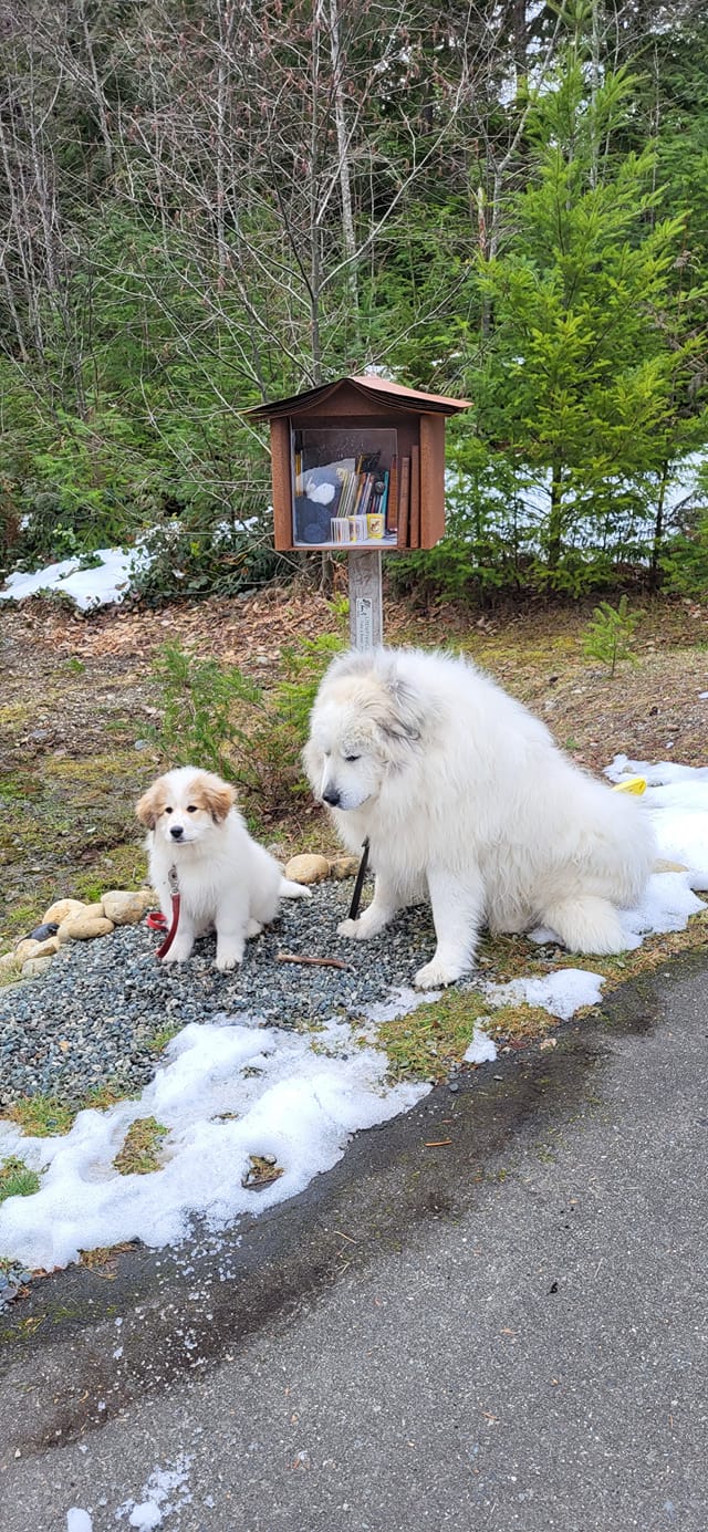 5 Animal Visitors at Little Free Libraries - Little Free Library